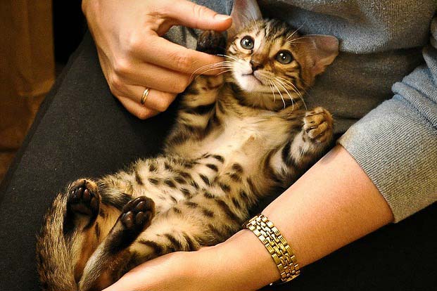 Puiul de pisica de la A la aproape Z. Tot ce trebuie sa stii cand ...