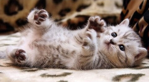 Puiul de pisica de la A la aproape Z. Tot ce trebuie sa stii cand ...