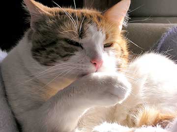 14 informatii despre pisici pe care probabil nu le stiai - Cu Pisici