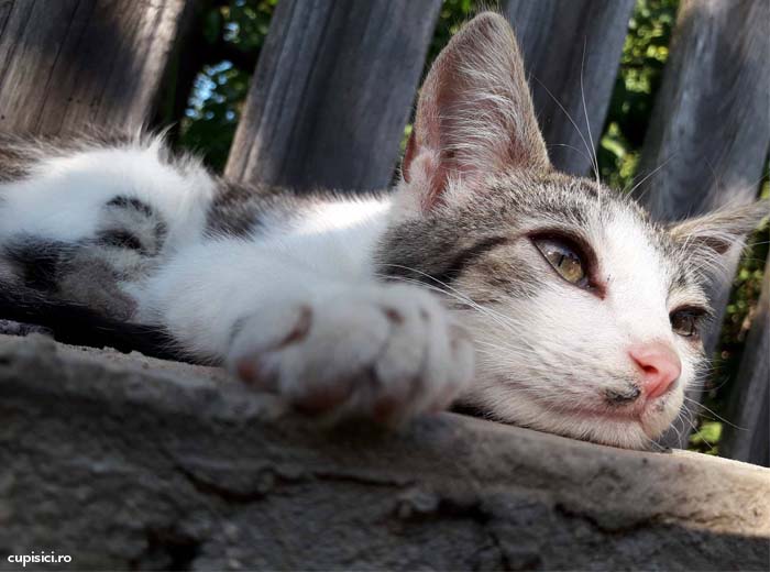 Top 10 cele mai populare rase de pisici - Cu Pisici