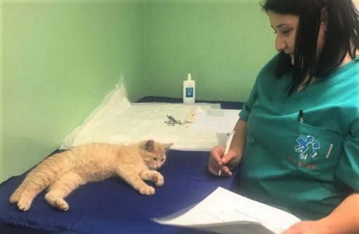9 lucruri pe care trebuie sa le stii inainte sa adopti o pisica - Cu Pisici