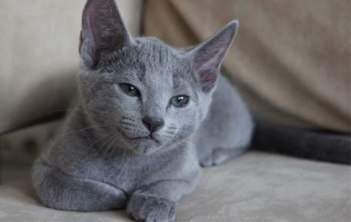 Spune-ne cand te-ai nascut, iar noi iti vom zice care este pisica ...