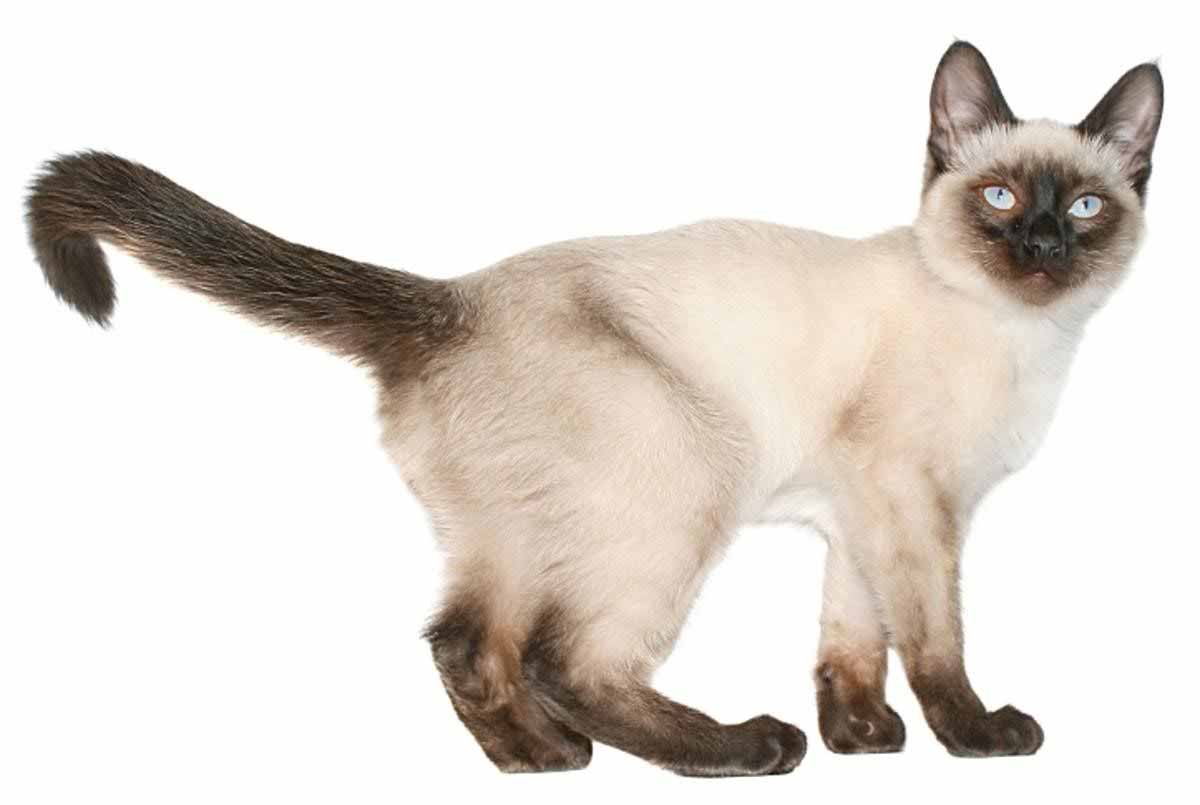 Ce rasa de pisici ti se potriveste daca esti nascut in zodiile Berbec ...