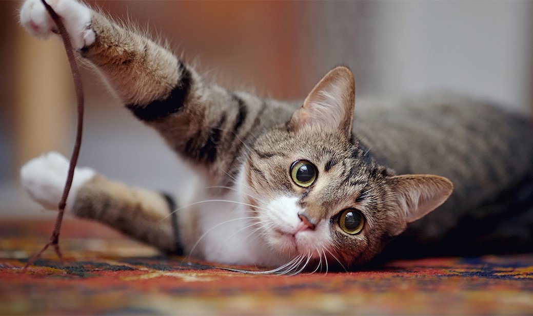 Importanta Pisicilor in Evolutia Omenirii: micile feline si rolul lor ...